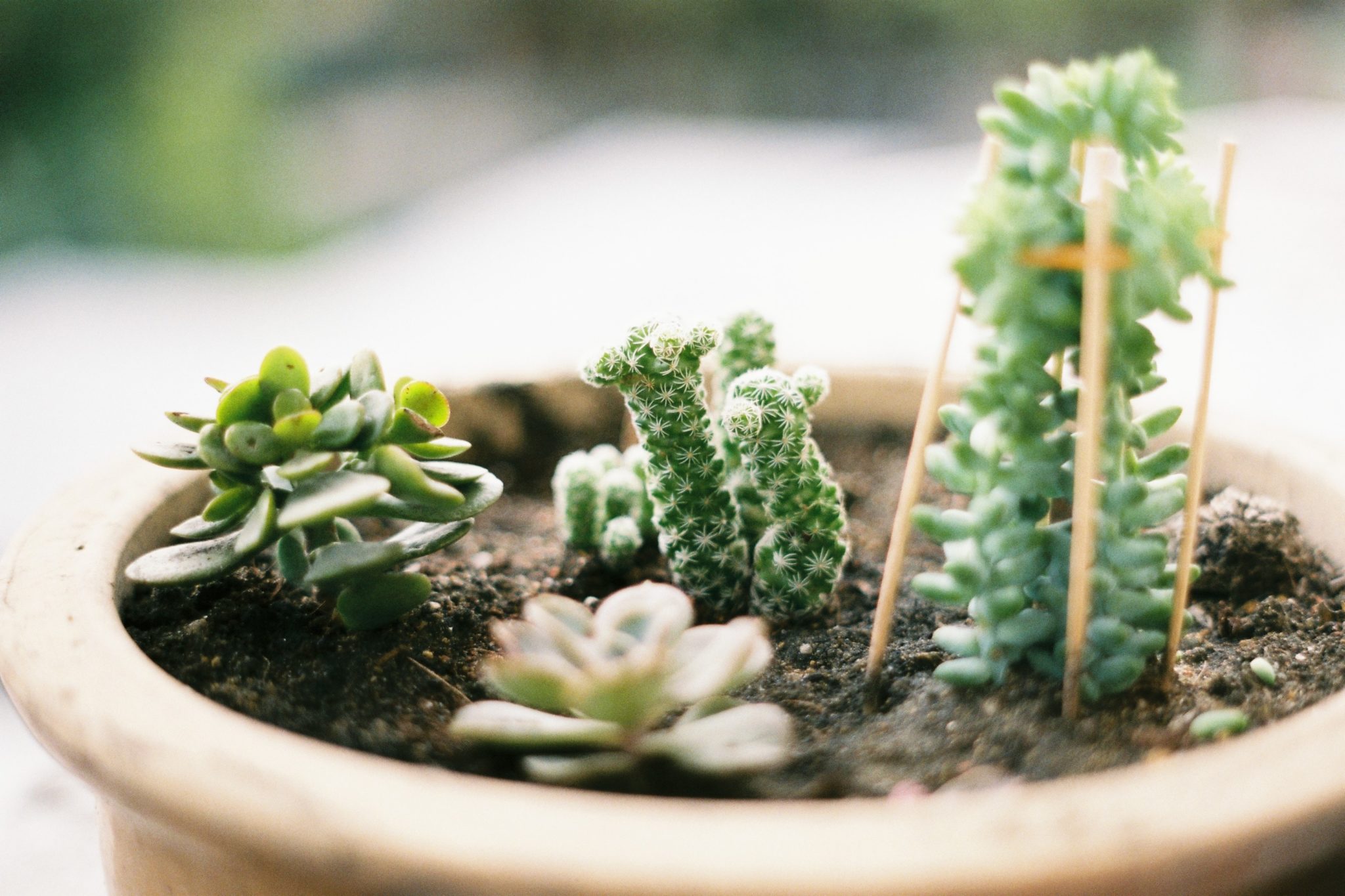 Cactus And Succulent Care Tips Guide For Beginners - Money For My Beer