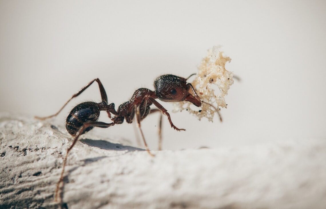 Ant Keeping Secrets: Proven Care Tips For Test Tube Ants - Money For My ...
