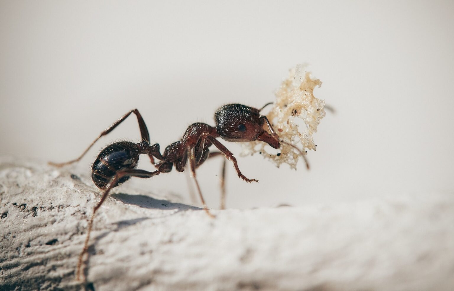 Ant Keeping Secrets: Proven Care Tips For Test Tube Ants - Money For My ...