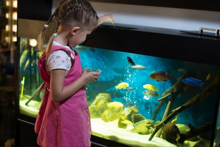 Choosing The Right Fish Food: A Guide To A Healthy And Happy Fish ...