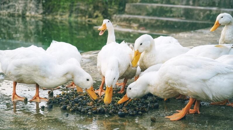 Duck Feed - Meeting The Nutritional Needs Of Your Flock - Money For My Beer