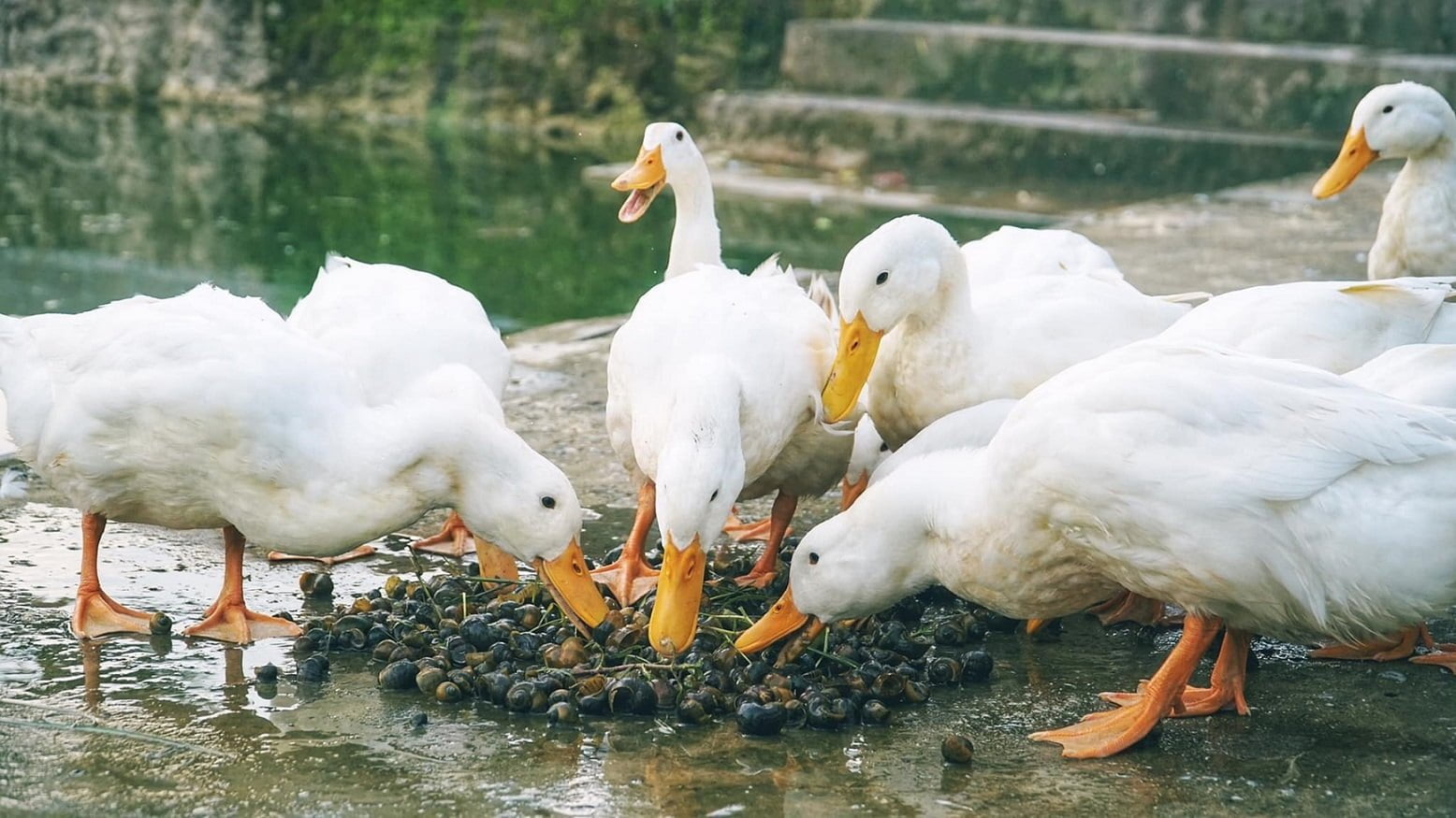 Duck Feed - Meeting The Nutritional Needs Of Your Flock - Money For My Beer