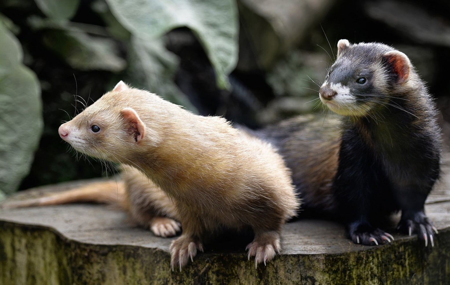 10 Best Exotic Pets: An Ownership Guide (With Pictures) - Money For My Beer