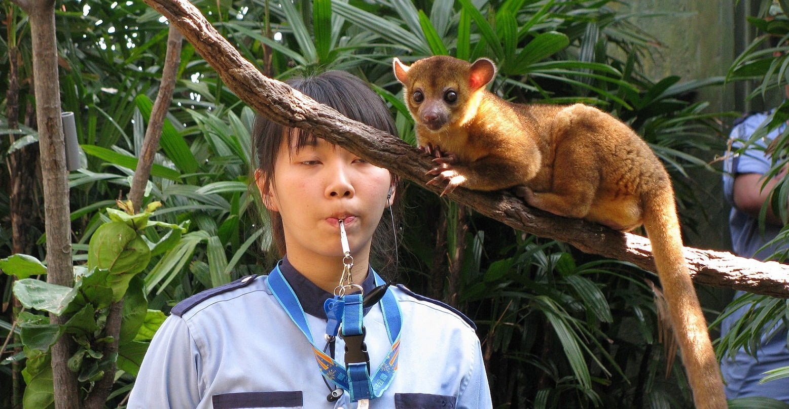 10 Best Exotic Pets: An Ownership Guide (With Pictures) - Money For My Beer