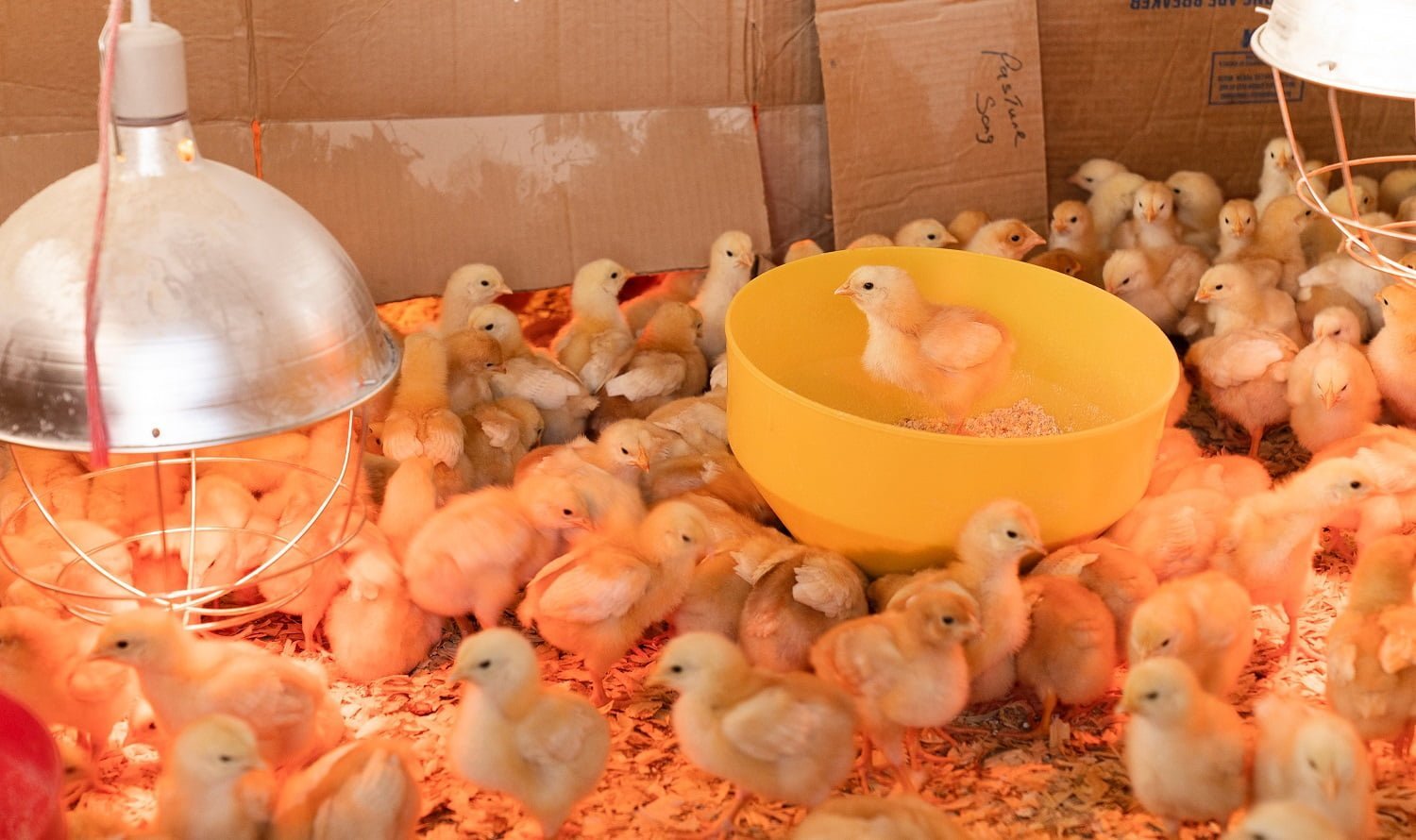 Essential Guide To Chicken Feed: Healthy Chickens Start With Healthy ...