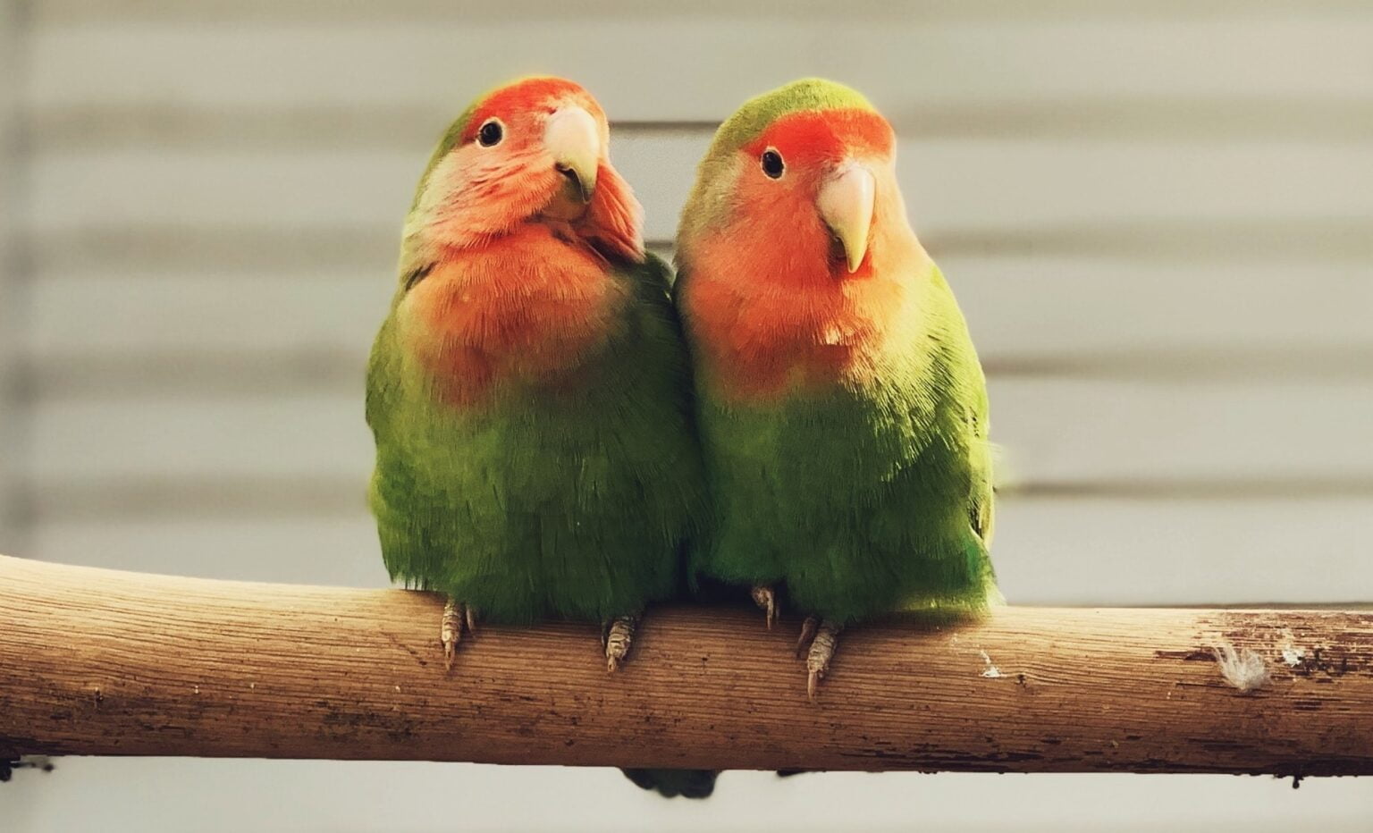 The Complete Guide To Love Bird Care And Maintenance - Money For My Beer