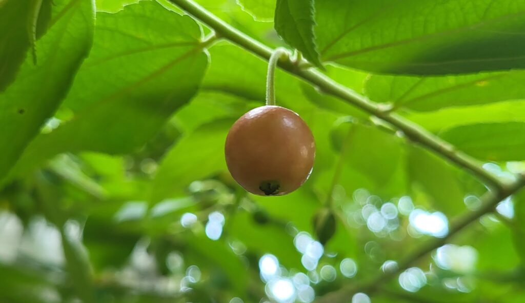 Aratiles Tree Benefits And Fascinating Facts About It - Money For My Beer