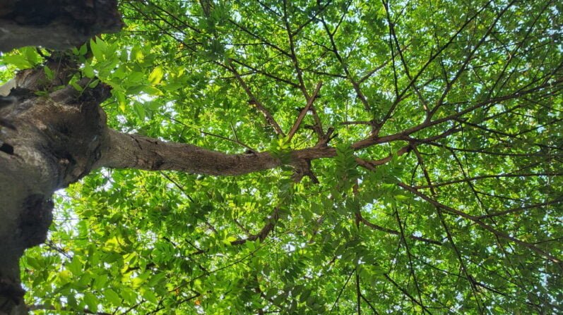 Aratiles Tree Benefits And Fascinating Facts About It - Money For My Beer