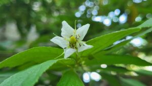 Aratiles Tree Benefits And Fascinating Facts About It - Money For My Beer