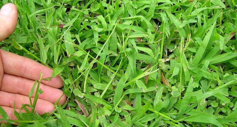 Carabao Grass: Your Guide To A Greener Landscape - Money For My Beer