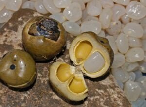 Kaong: The Sweet Sugar Palm Fruit, Growing Tips, And Nutritional ...