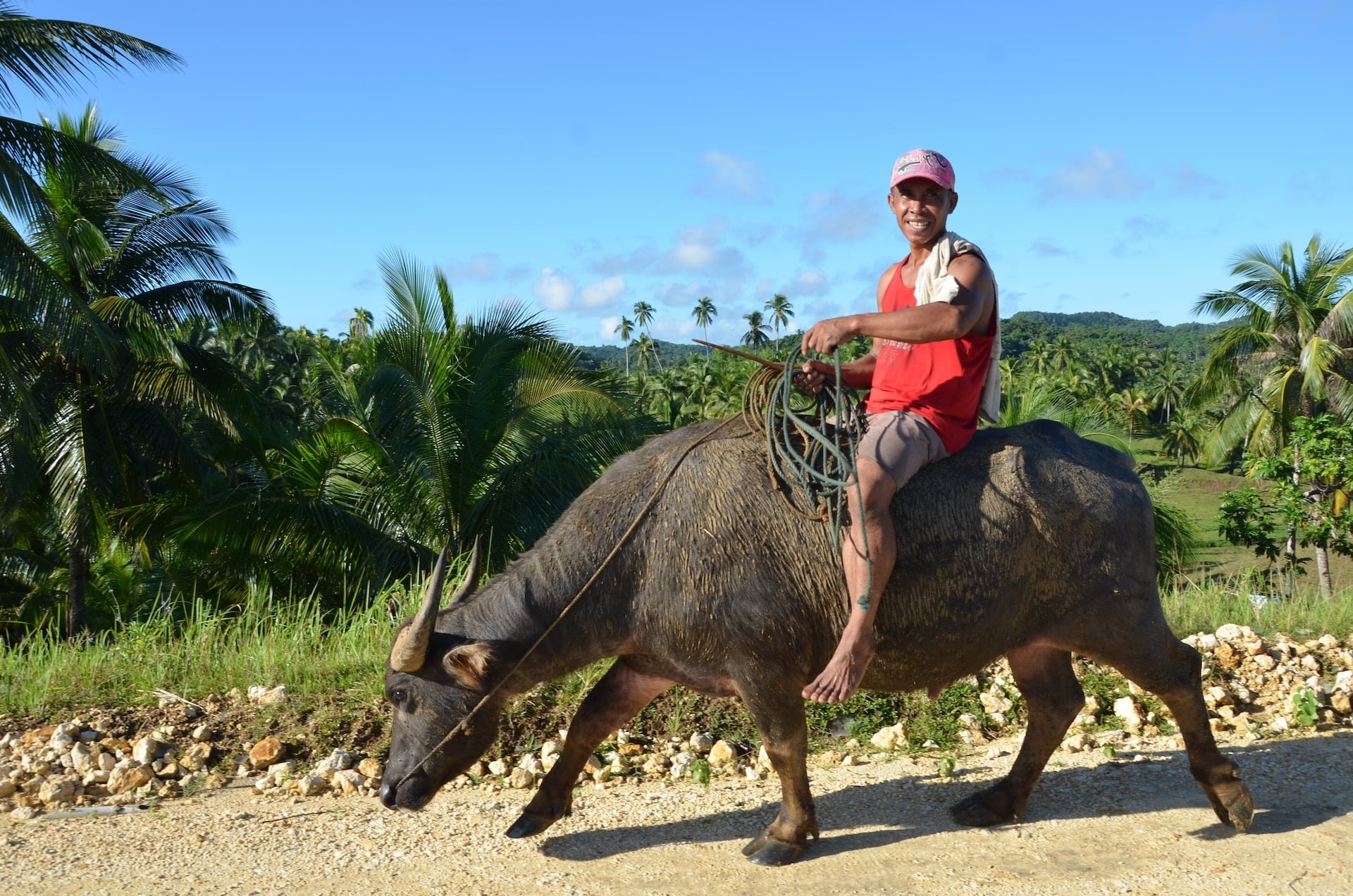 Carabao Grass: Your Guide To A Greener Landscape - Money For My Beer