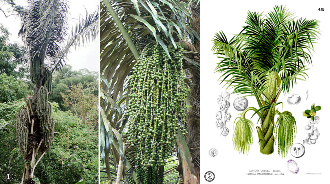 Kaong: The Sweet Sugar Palm Fruit, Growing Tips, And Nutritional ...