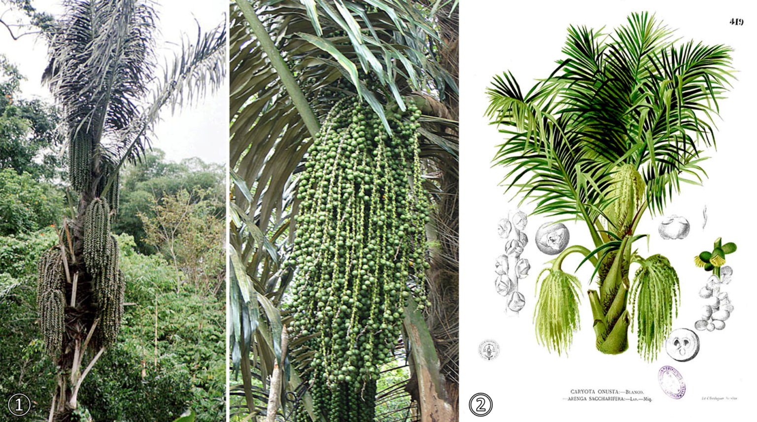Kaong: The Sweet Sugar Palm Fruit, Growing Tips, And Nutritional ...