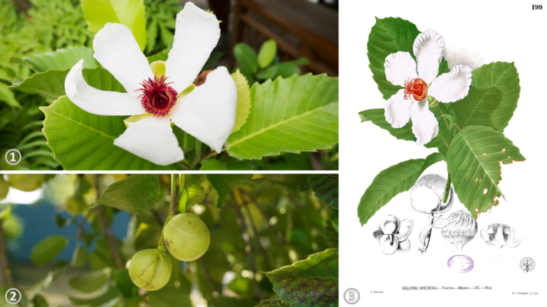 Katmon Tree, Fruit And Benefits: A Comprehensive Guide - Money For My Beer