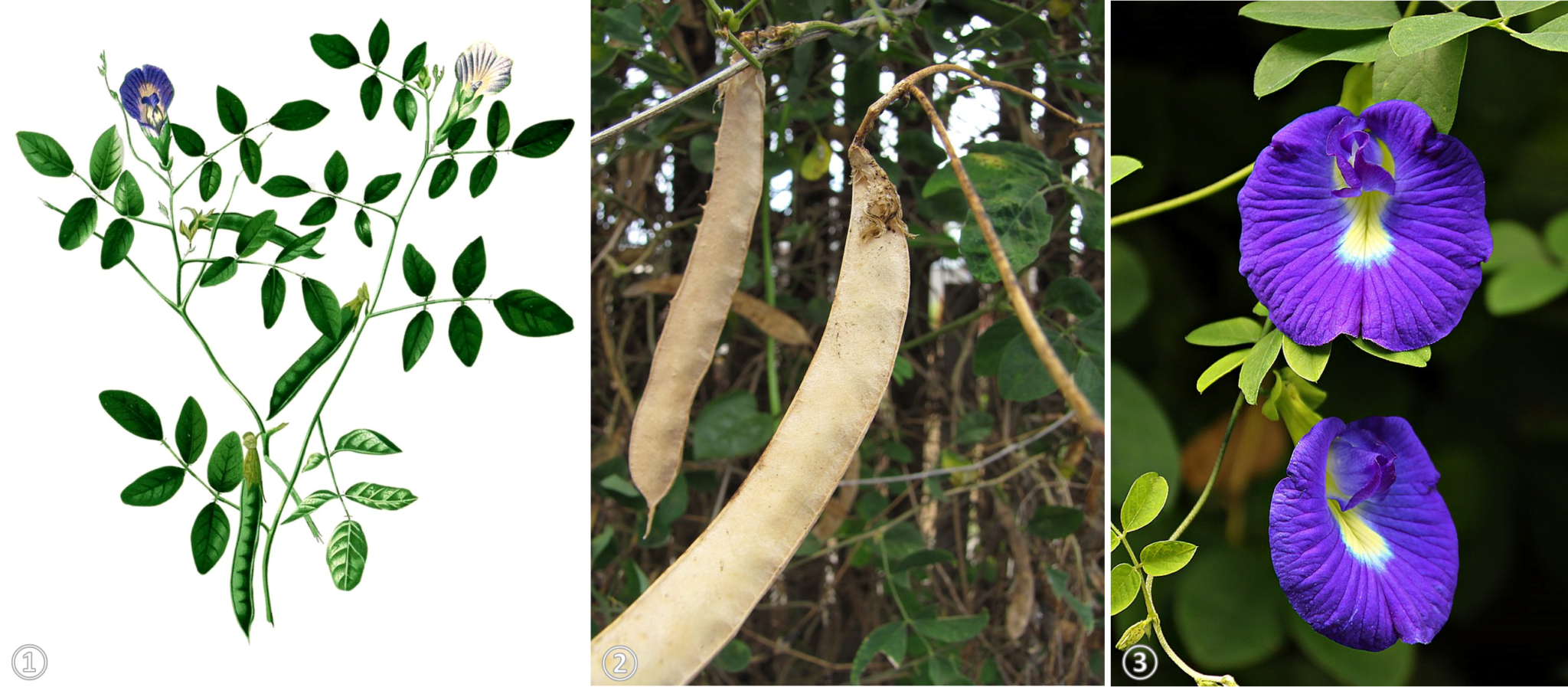 What Is A Blue Butterfly Pea Flower: Characteristics, Usage, And ...