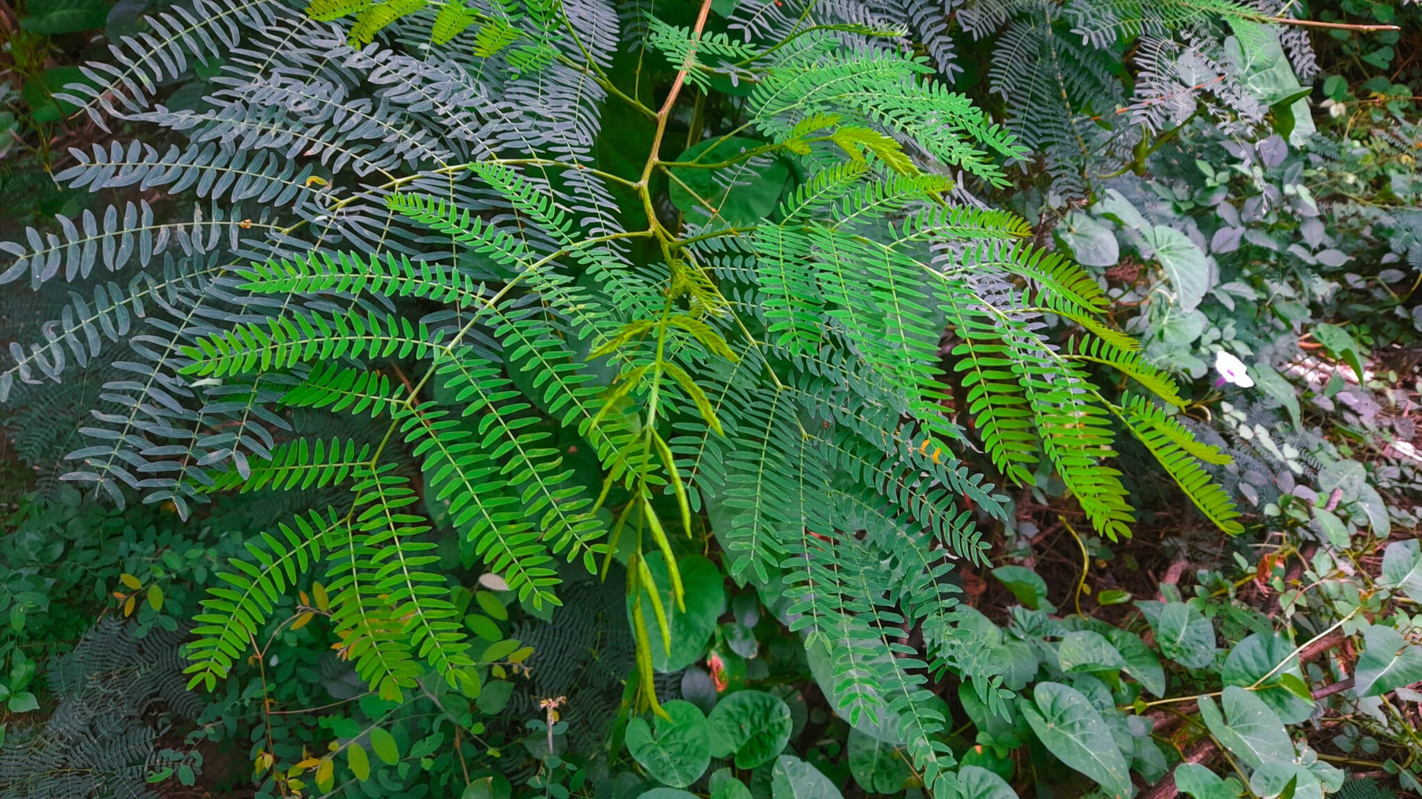 Benefits Of Ipil Ipil (Leucaena Leucocephala): History, Interesting ...
