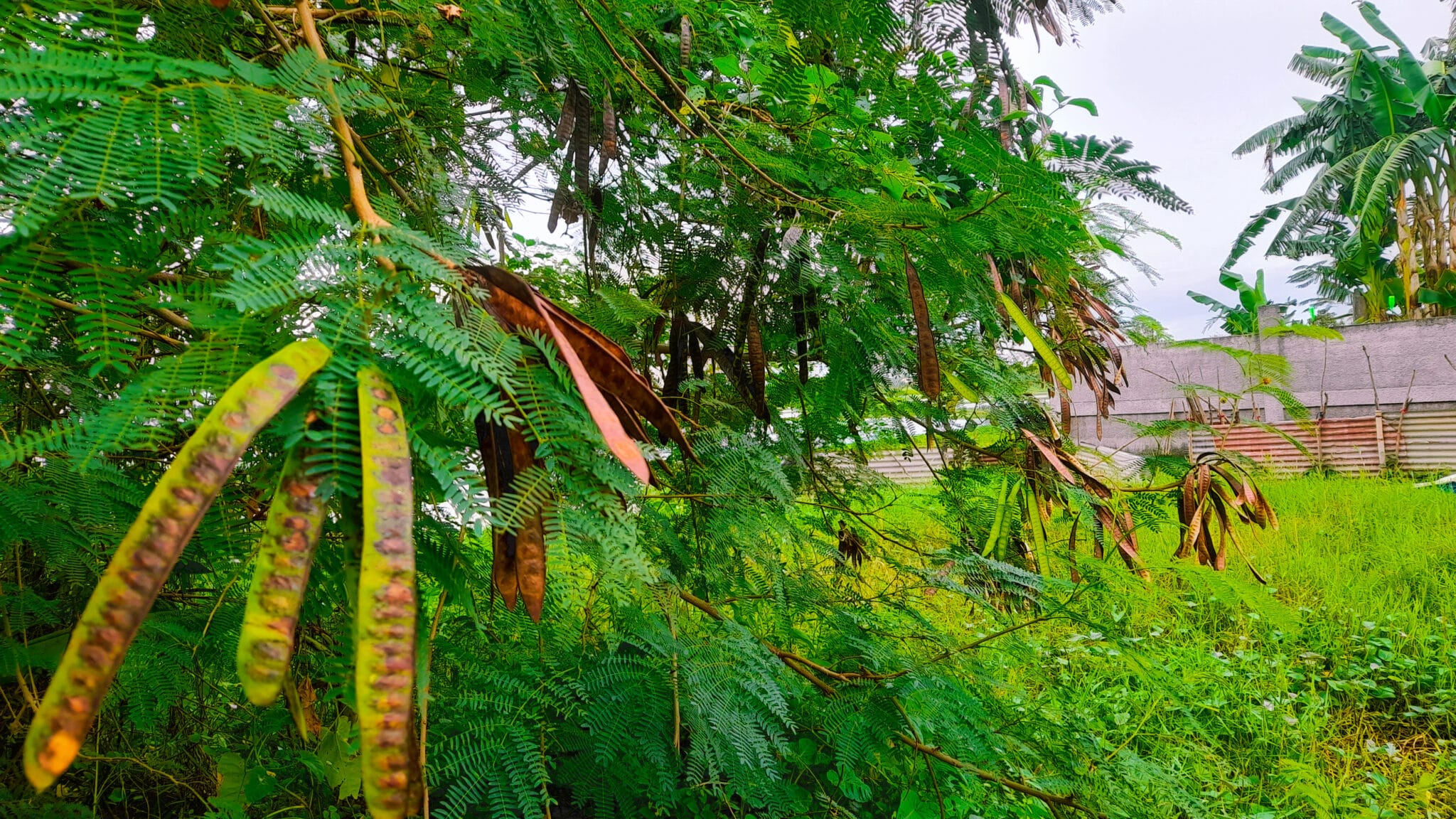 Benefits Of Ipil Ipil (Leucaena Leucocephala): History, Interesting ...