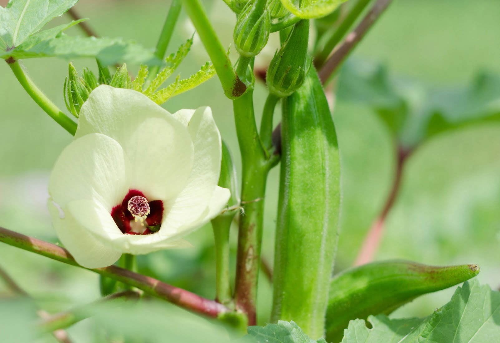 The Ultimate Guide To Growing Okra Plants - Money For My Beer
