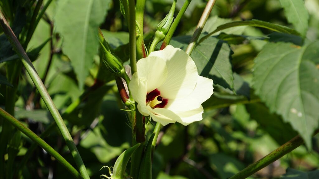The Ultimate Guide To Growing Okra Plants - Money For My Beer