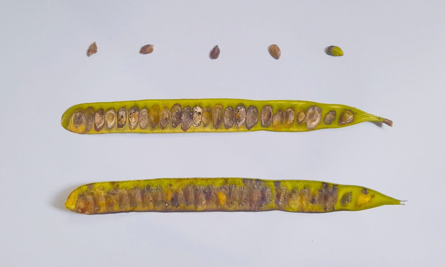 Benefits Of Ipil Ipil (Leucaena Leucocephala): History, Interesting ...