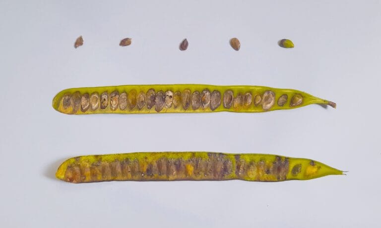 Benefits Of Ipil Ipil (Leucaena Leucocephala): History, Interesting ...