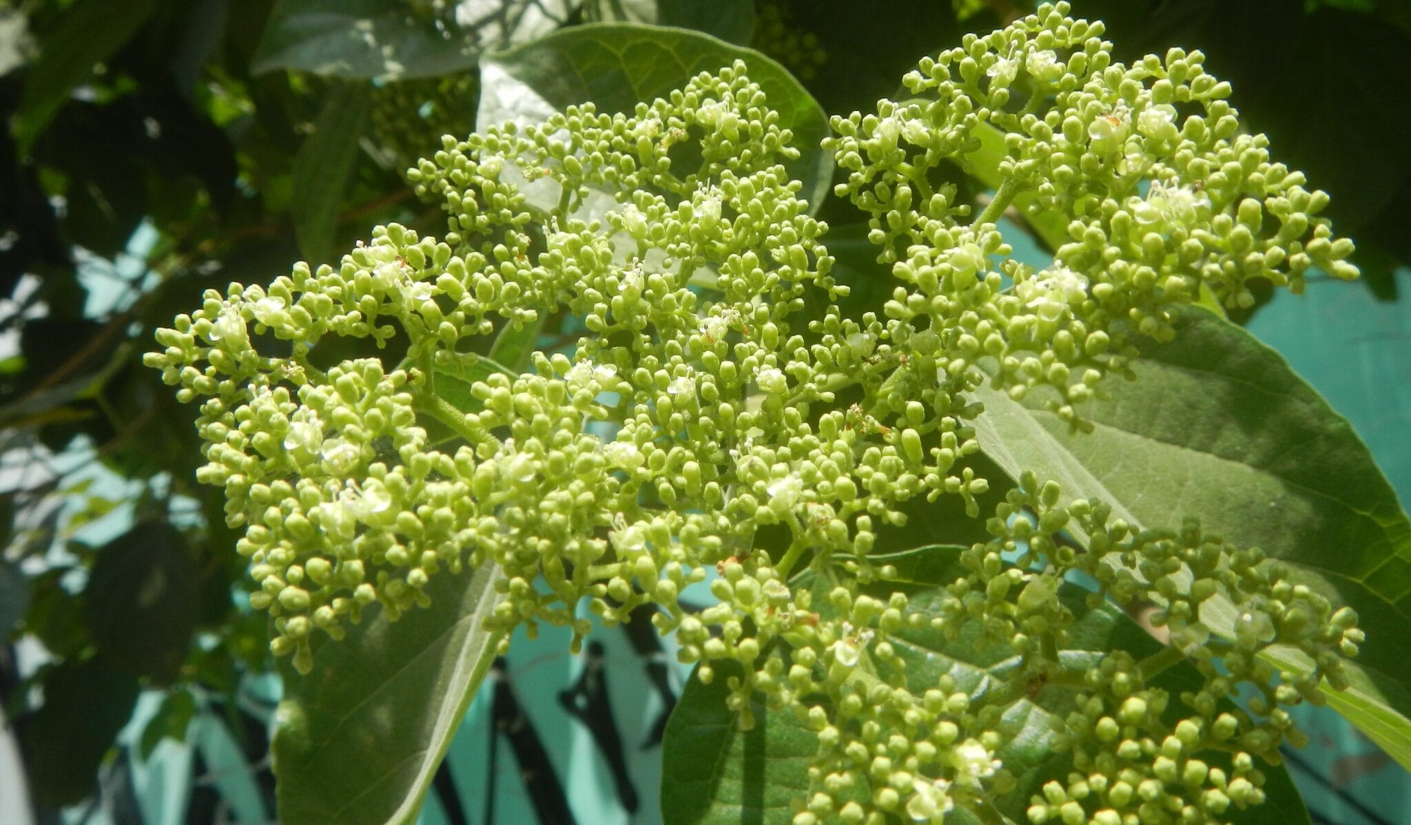 Benefits Of Alagaw (Premna Odorata): History, Benefits, Facts And Uses ...