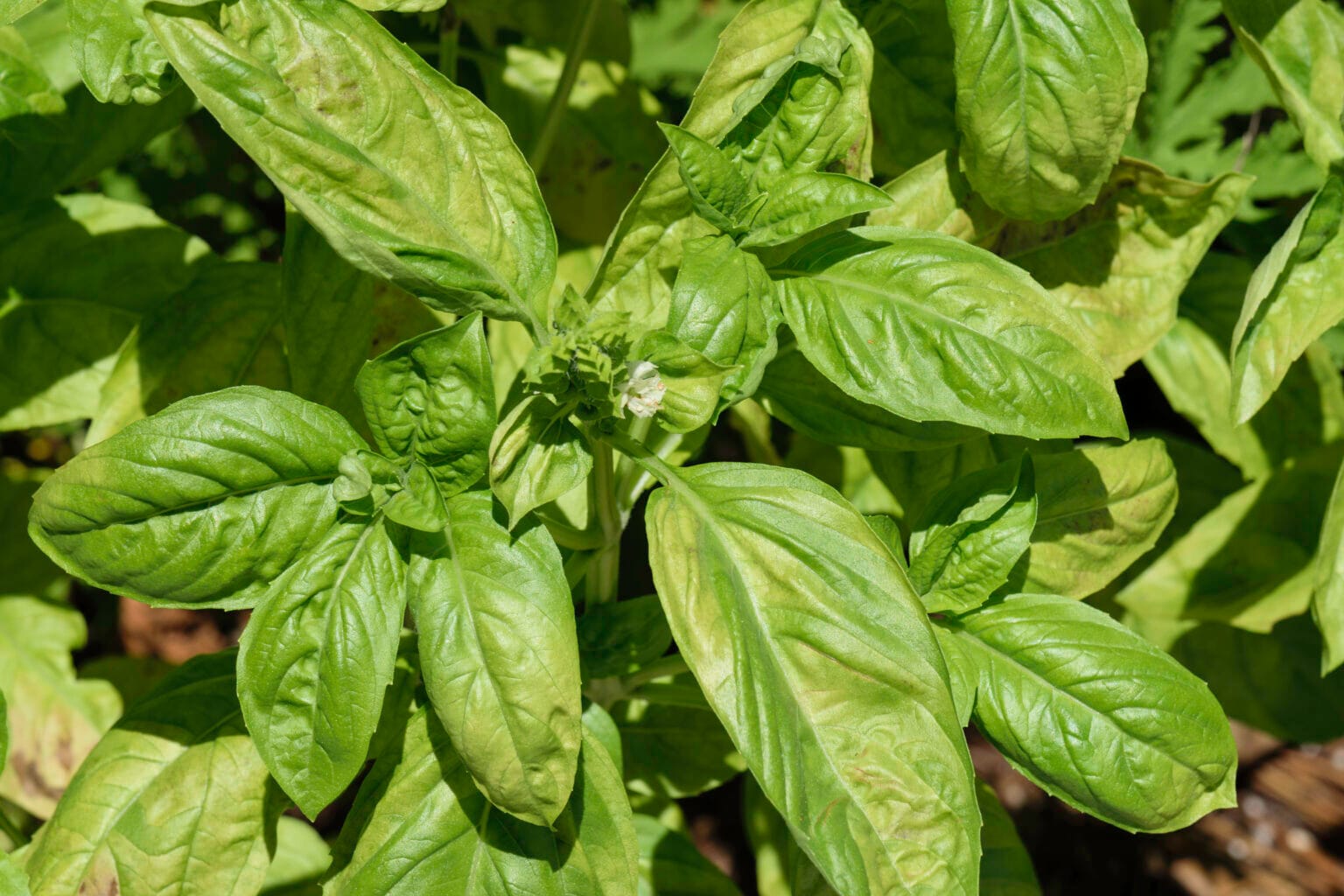 Benefits Of Basil (Ocimum Basilicum): History, Benefits, Uses, Facts ...