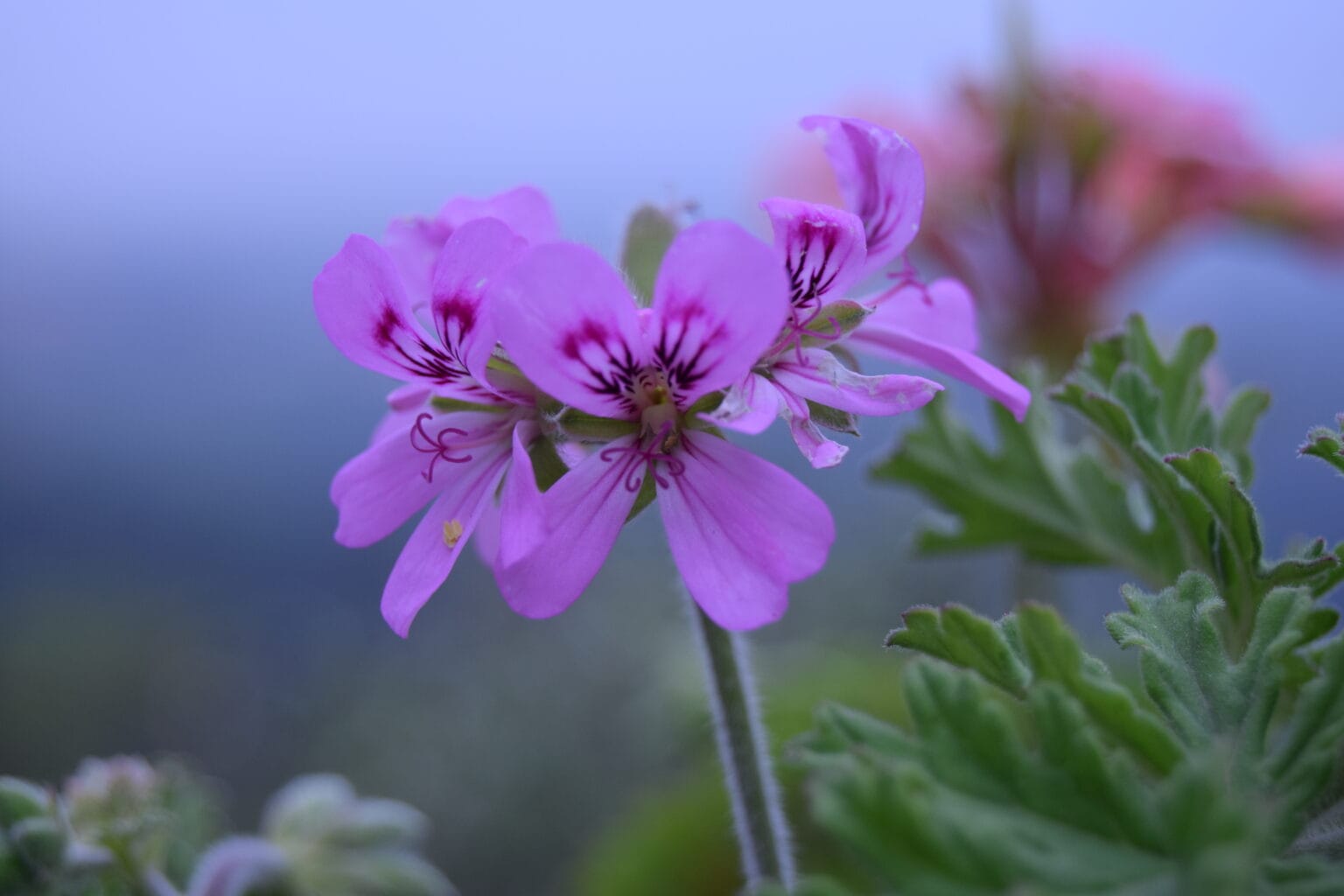 Benefits Of Malvarosa (Pelargonium Graveolens): History, Benefits, Uses, Facts And Safety ...