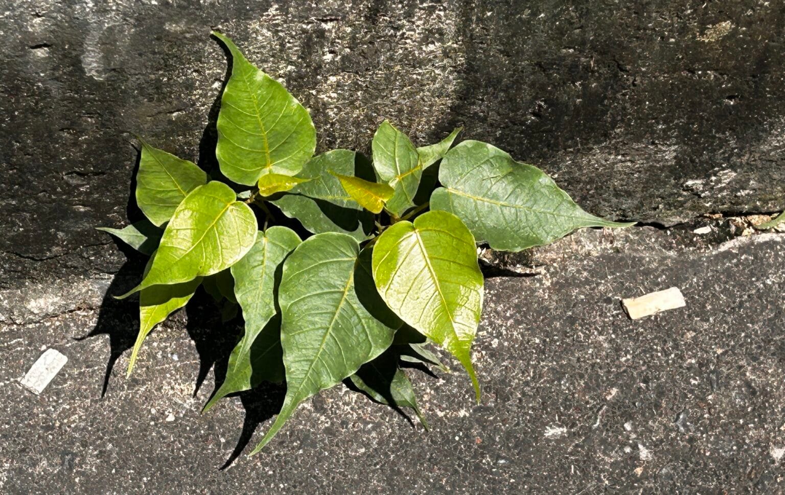 Benefits Of Peepal Tree (Ficus Religiosa): Uses, History, Facts And ...