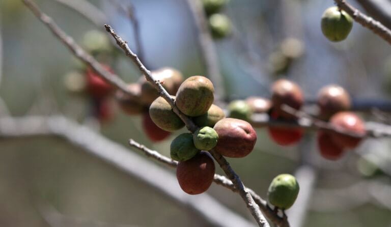 Benefits Of Sineguelas (Spondias Purpurea): Uses, History, Benefits ...