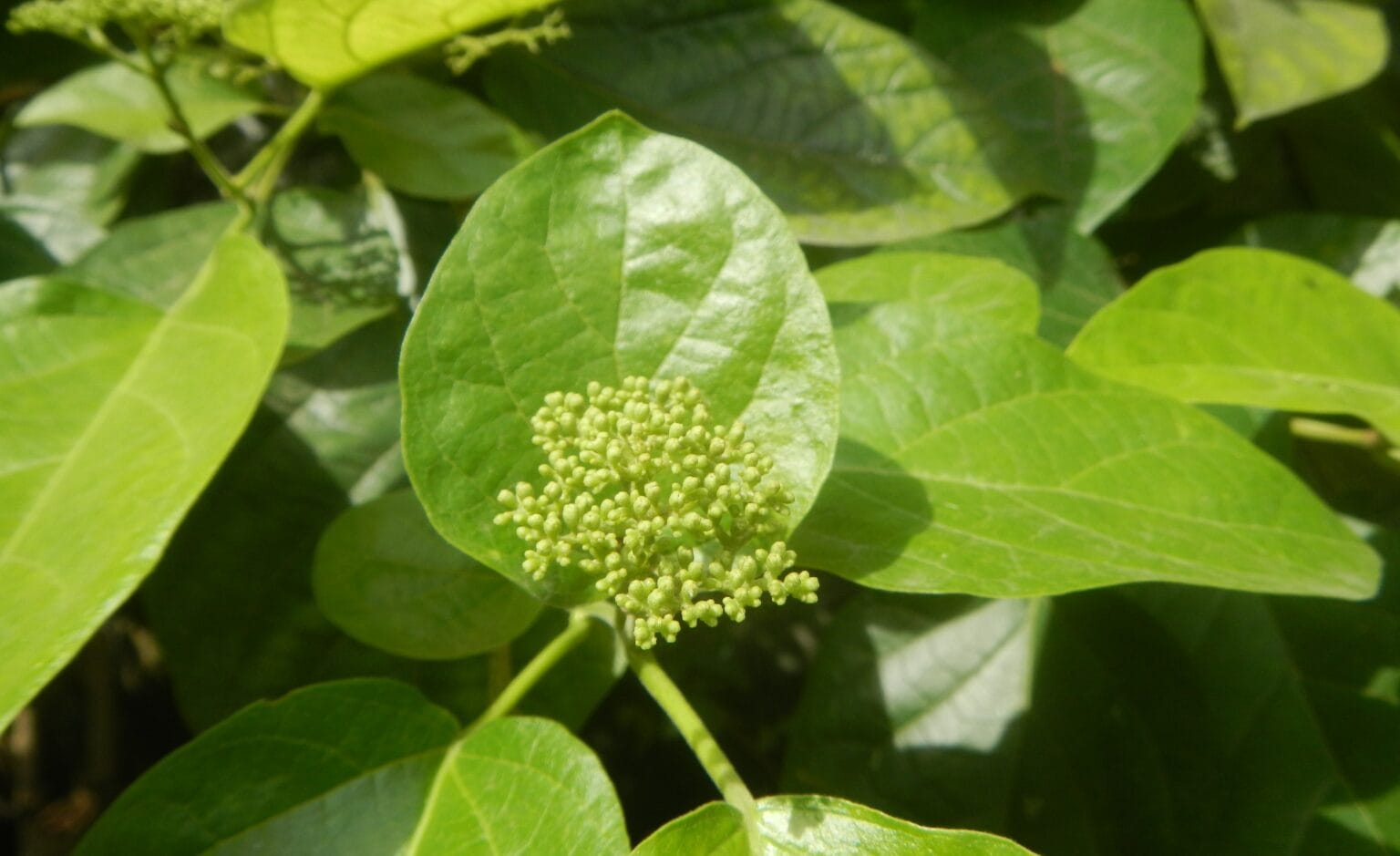 Benefits Of Alagaw (Premna Odorata): History, Benefits, Facts And Uses ...