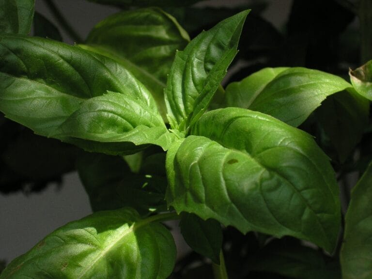 Benefits Of Basil (Ocimum Basilicum): History, Benefits, Uses, Facts ...