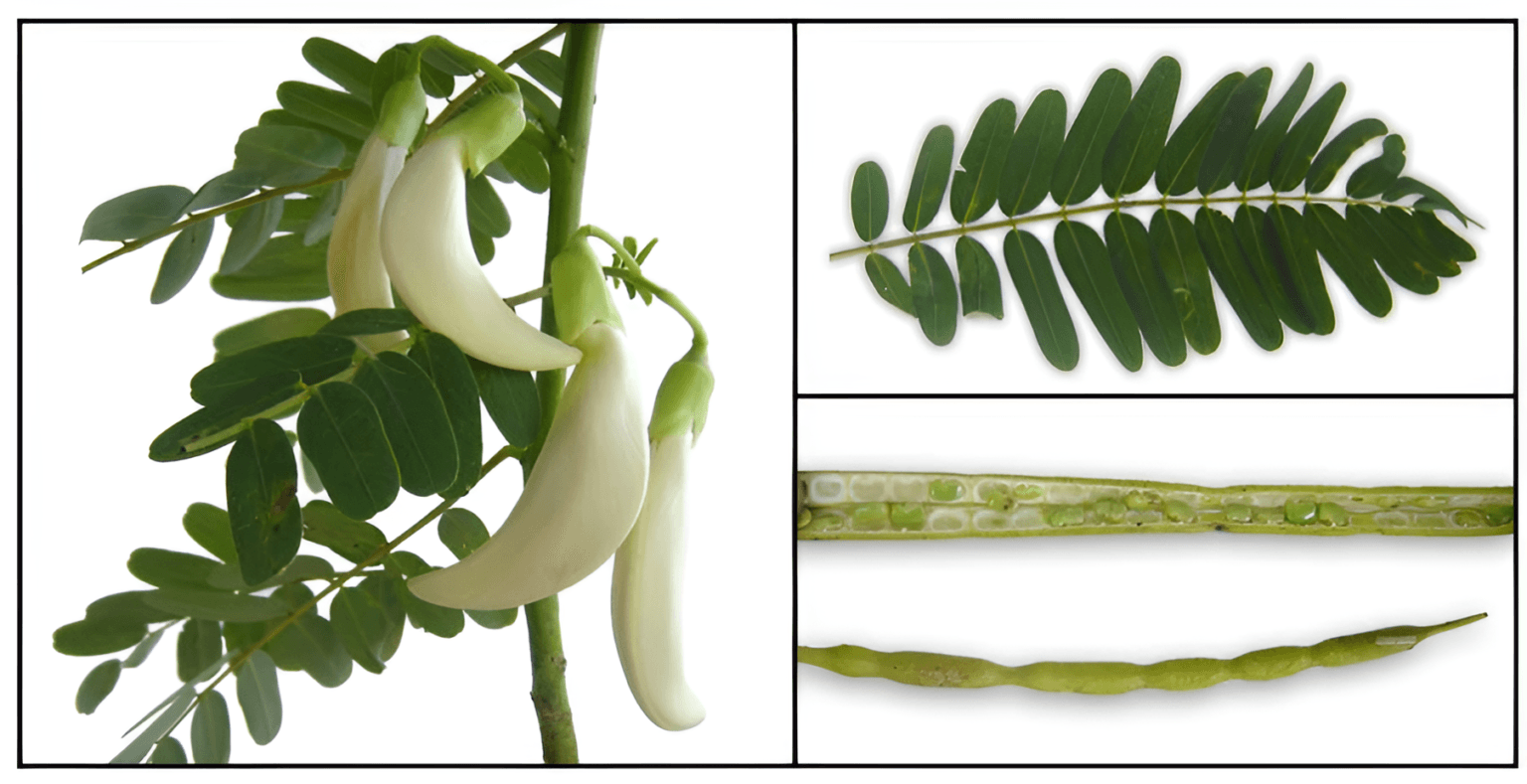 Benefits Of Katuray (Sesbania Grandiflora): A Wonder Plant - Money For ...