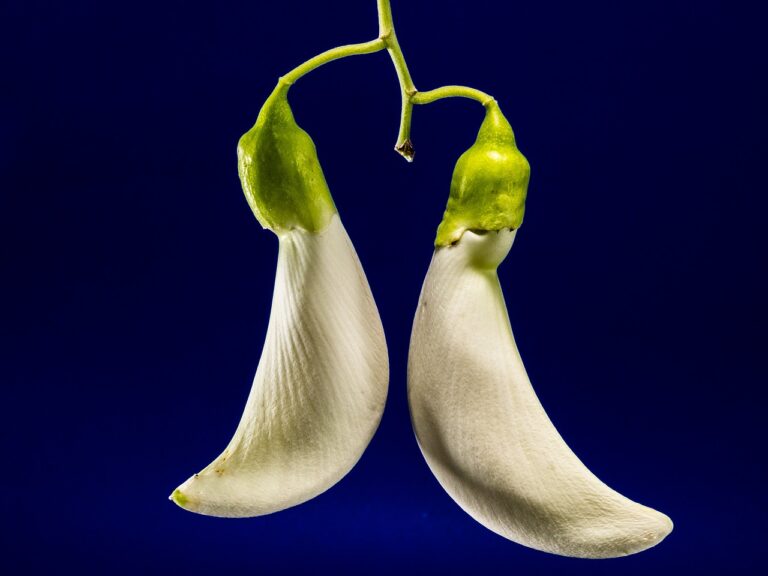 Benefits Of Katuray (Sesbania Grandiflora): A Wonder Plant - Money For ...