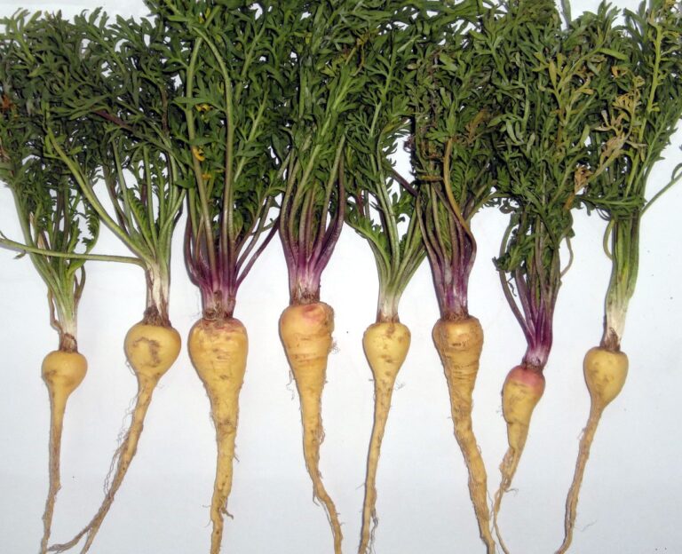 Benefits Of Maca Root (Lepidium Meyenii): History, Benefits, Uses ...