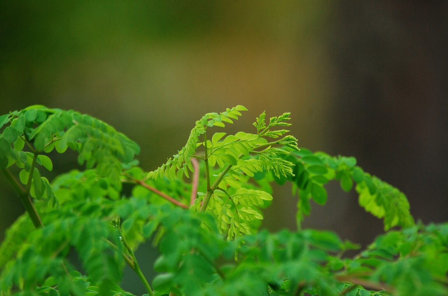 Benefits Of Moringa (Moringa Oleifera): History, Benefits, Uses, Facts ...