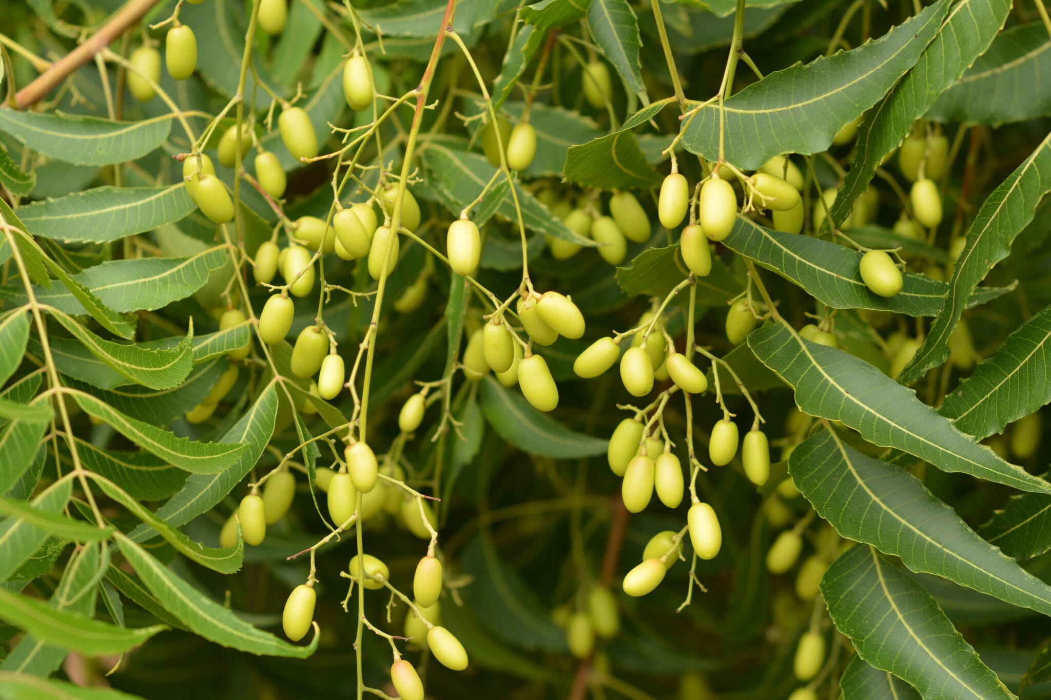 Benefits Of Neem Tree (Azadirachta Indica): History, Benefits, Uses ...