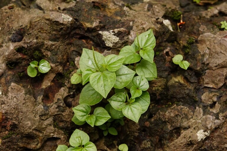 Benefits Of Pansit Pansitan (Peperomia Pellucida): Nature’s Humble ...