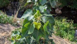 Benefits Of Peepal Tree (Ficus Religiosa): Uses, History, Facts And ...
