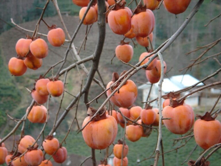 Benefits Of Persimmon (Diospyros Kaki): History, Benefits, Uses, Facts And Safety - Money For My ...