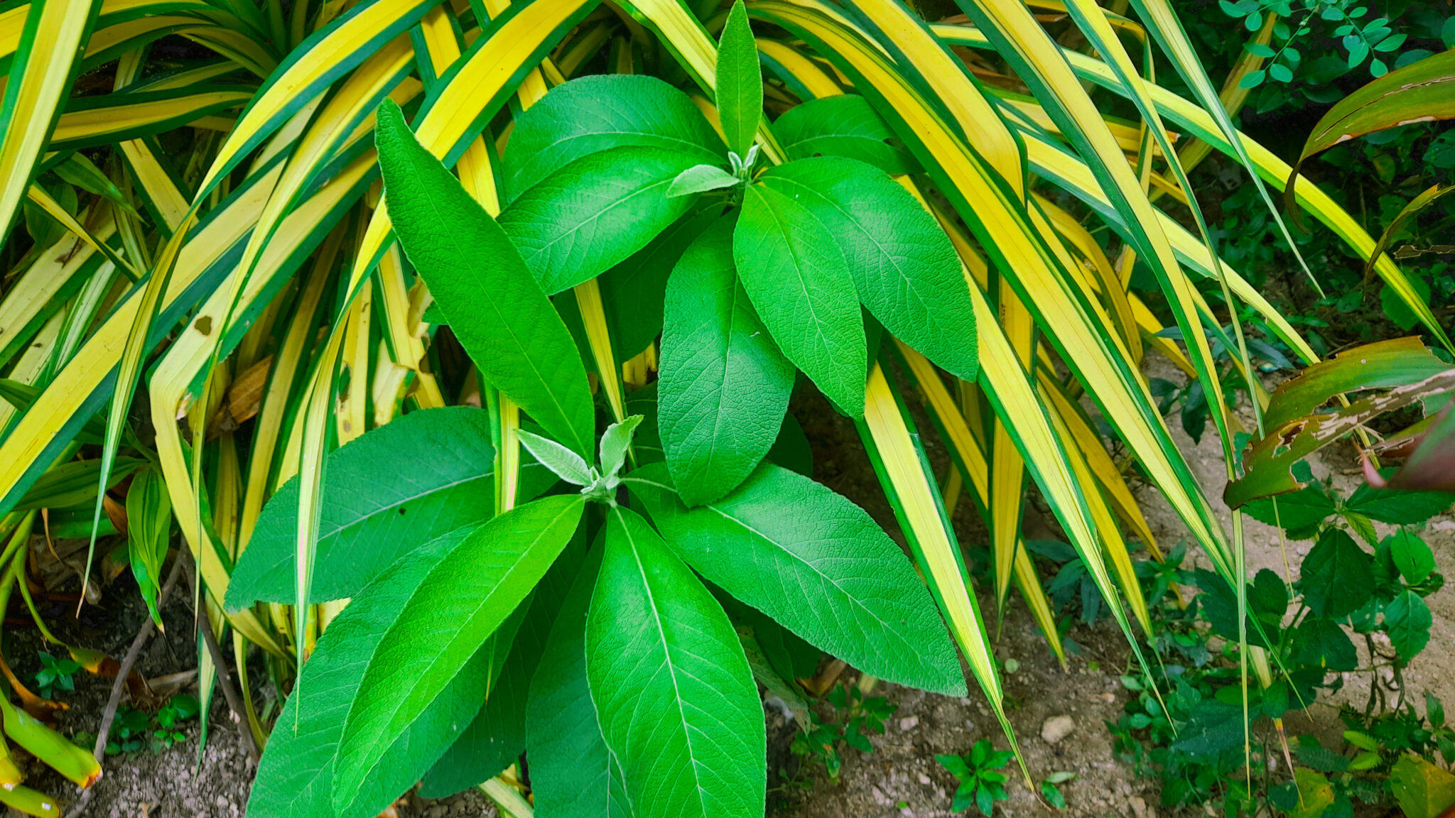 Benefits Of Sambong (Blumea Balsamifera): How Sambong Enhances Your ...