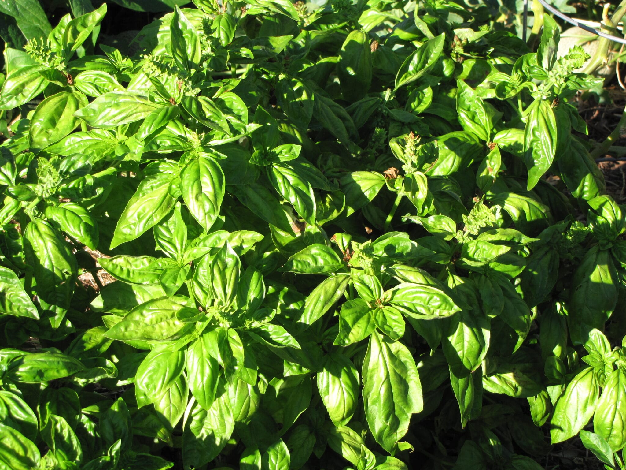 Benefits Of Basil (Ocimum Basilicum): History, Benefits, Uses, Facts ...