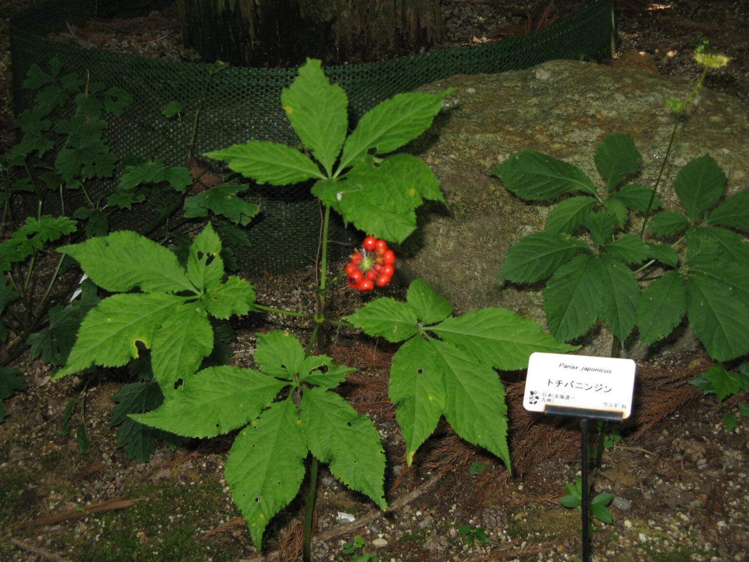 Benefits Of Ginseng (Panax Spp): History, Benefits, Uses, Facts And ...