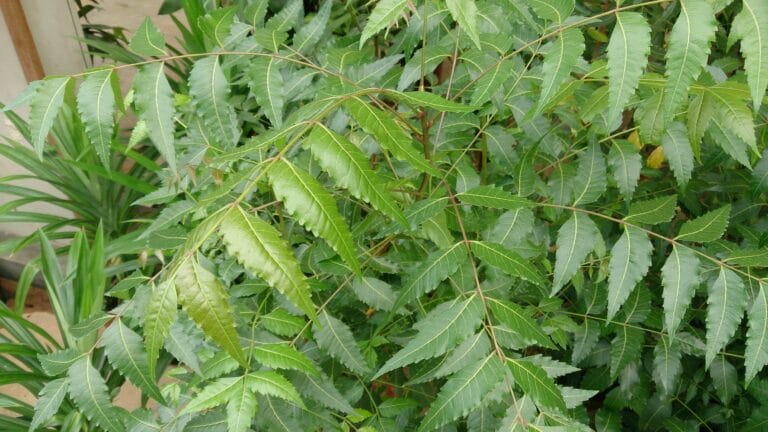 Benefits Of Neem Tree (Azadirachta Indica): History, Benefits, Uses ...