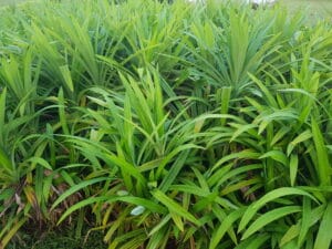 Benefits Of Pandan Lalaki (Pandanus Amaryllifolius): History, Benefits ...