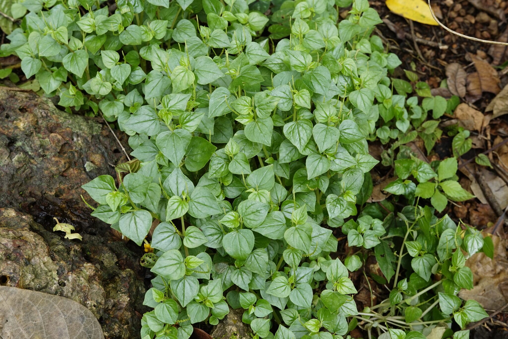 Benefits Of Pansit Pansitan (Peperomia Pellucida): Nature’s Humble ...