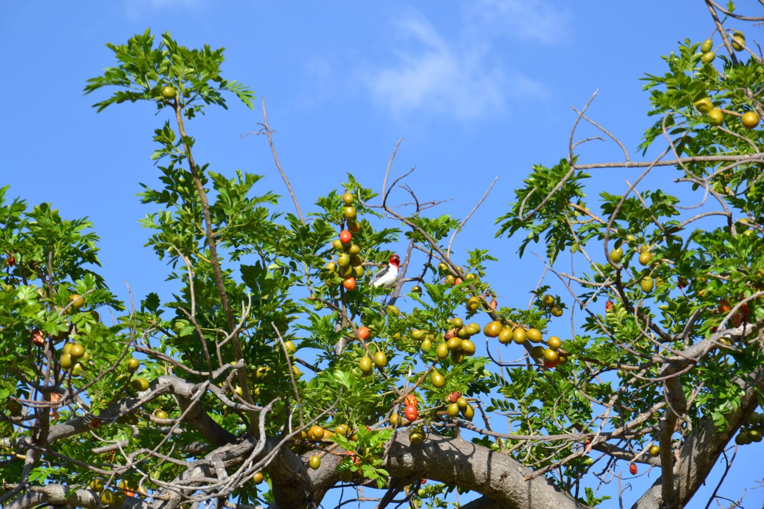 Benefits Of Sineguelas (Spondias Purpurea): Uses, History, Benefits ...