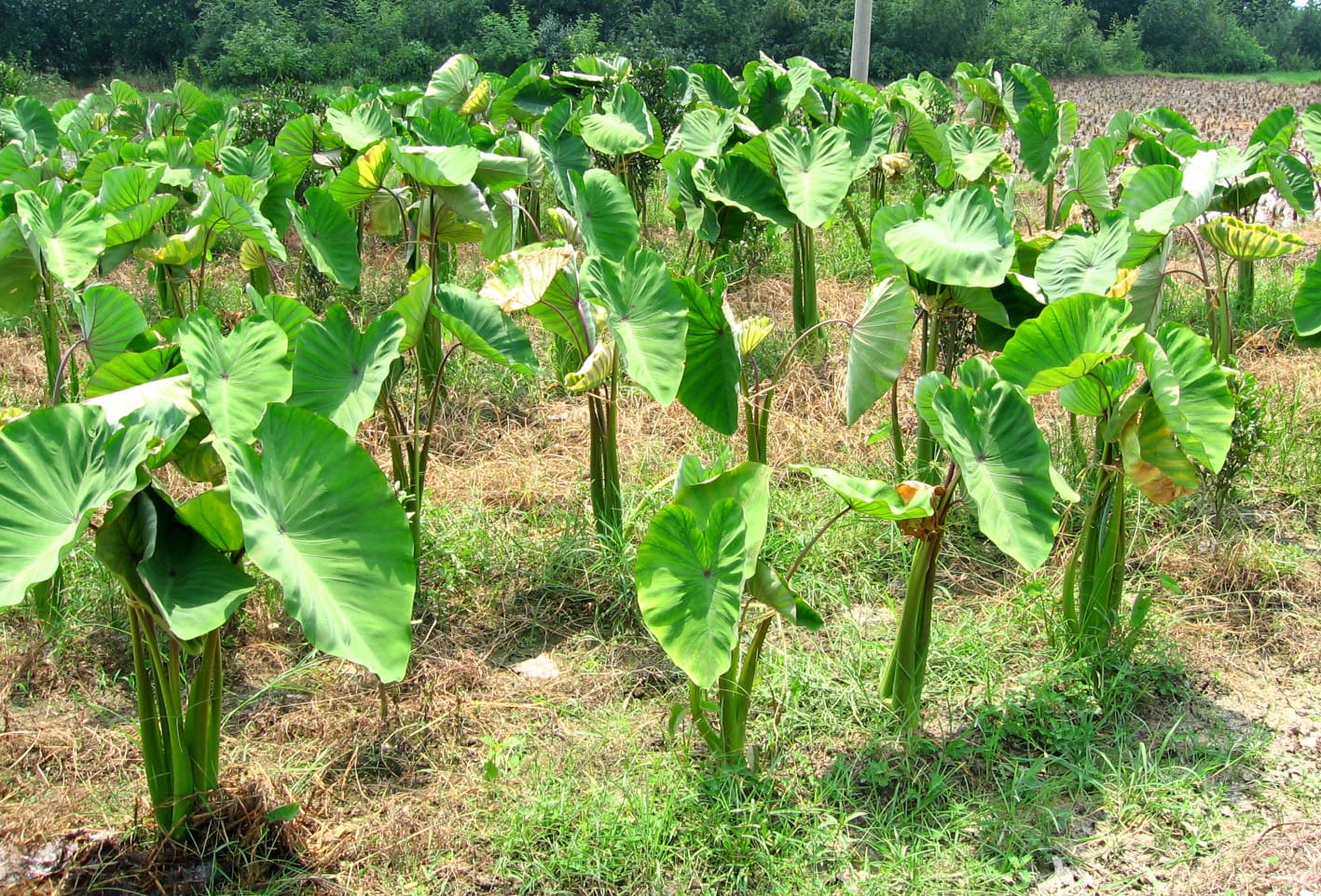 Benefits Of Taro (Colocasia Esculenta): History, Benefits, Uses, Facts ...