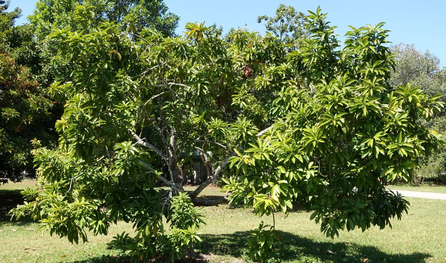 Benefits Of Tiesa (Pouteria Campechiana): History, Benefits, Uses ...